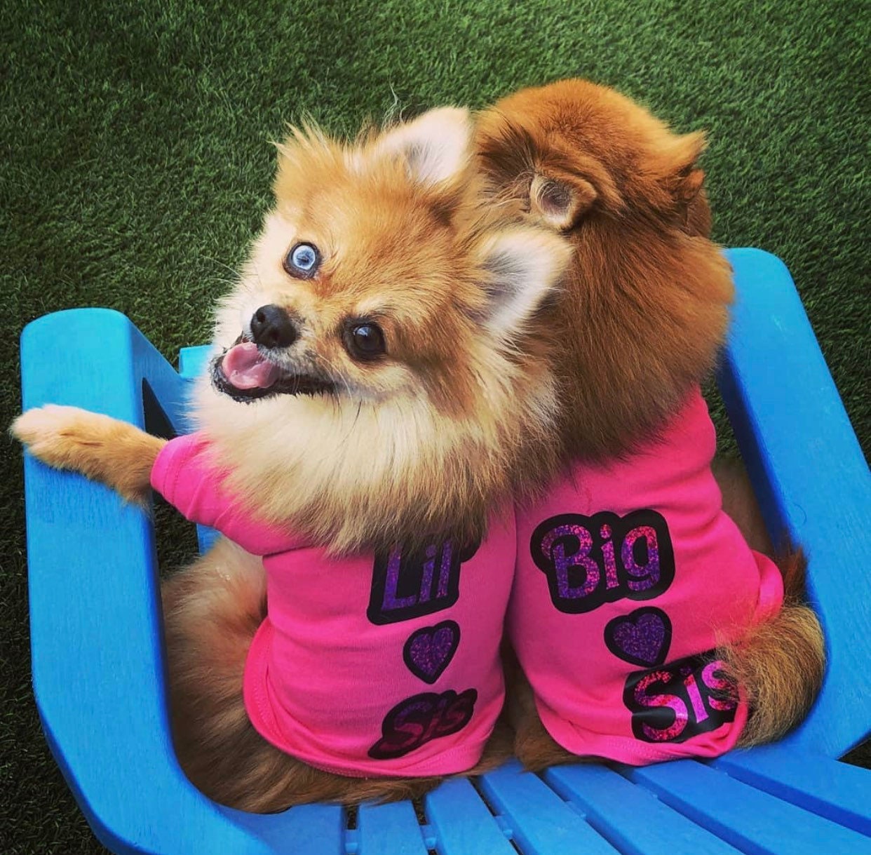 Matching Dog Set || Dog T-shirt || Small Dog Clothes || Spring and ...