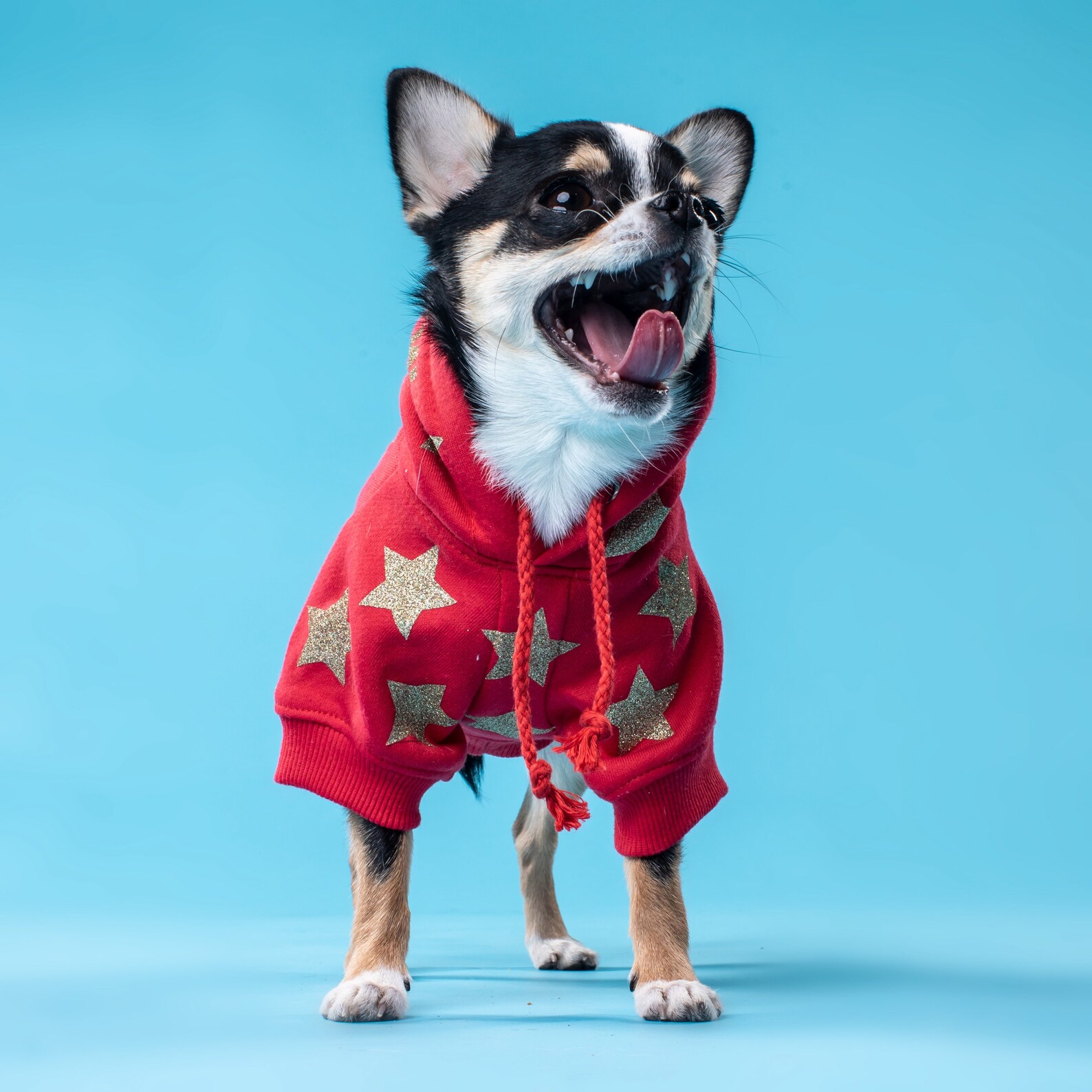 Red Dog Hoodie || Star Dog Hoodie || Dog Sweater || Warm Dog Clothes ...