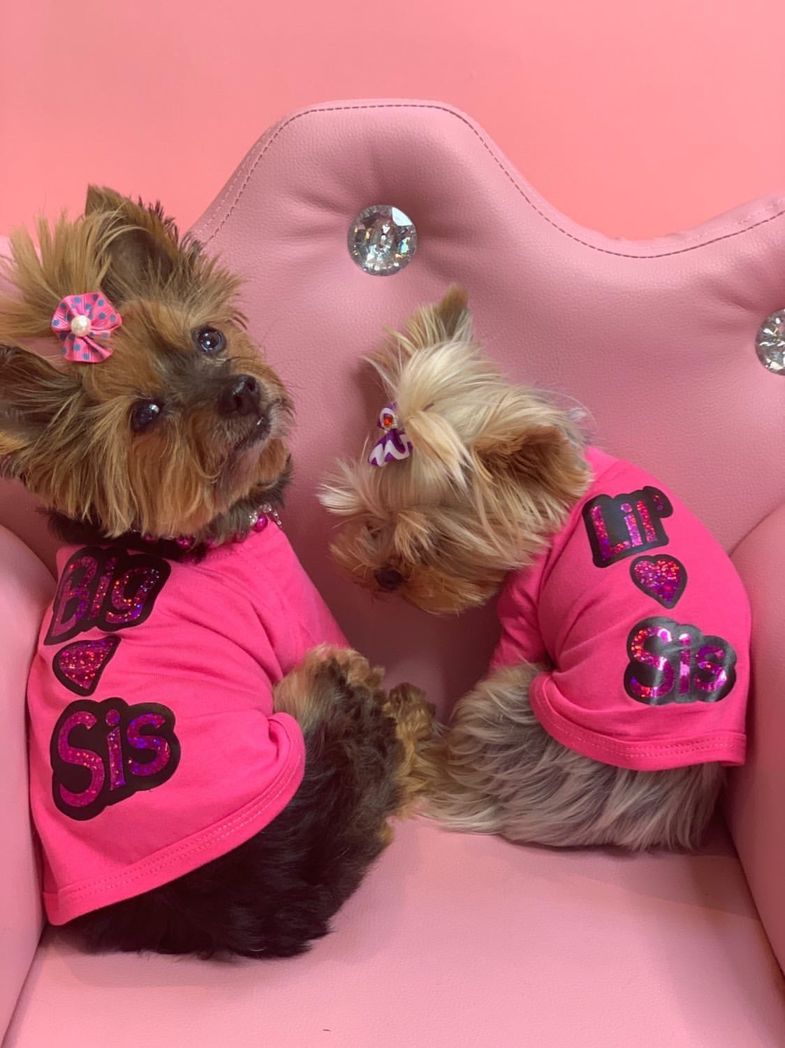 Matching Dog Set || Dog T-shirt || Small Dog Clothes || Spring and ...