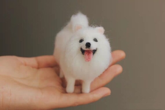 Full Grown Miniature Samoyed