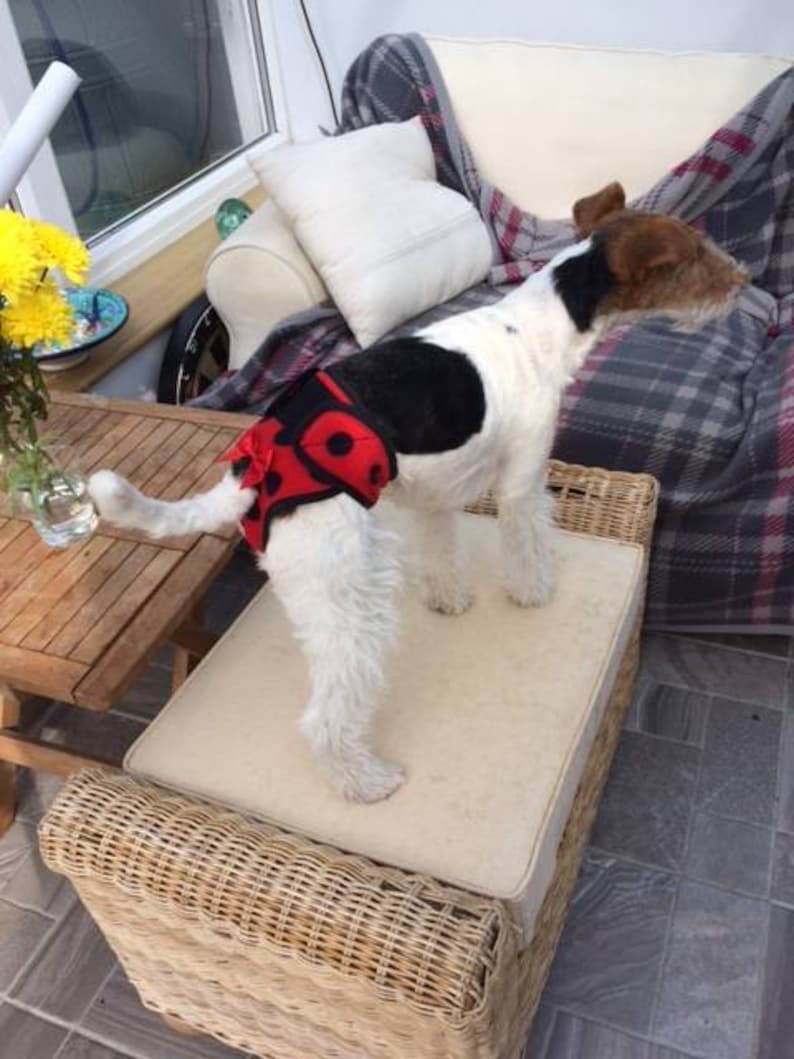 Dog Hygiene Knickers / Dog Season Pants Handmade by Me MADE - Etsy UK