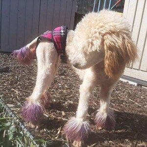 Dog Hygiene Knickers / Dog Season Pants Handmade by Me! MADE TO ORDER ...