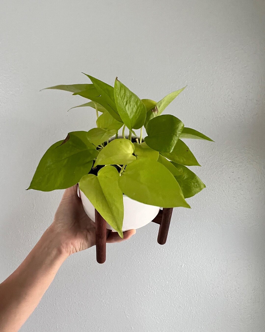 Neon Pothos in Plant With Stand - Etsy