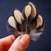 Peach & Black Sebright Chicken Feathers: Dreamcatcher Craft Supplies - Etsy