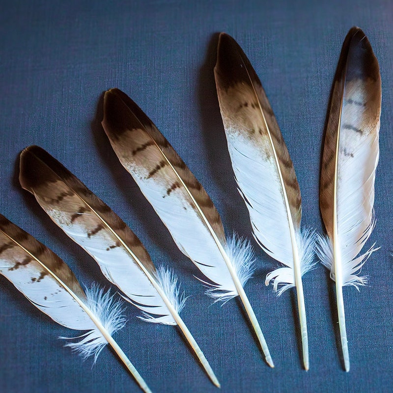 Kestrel Feathers - Etsy
