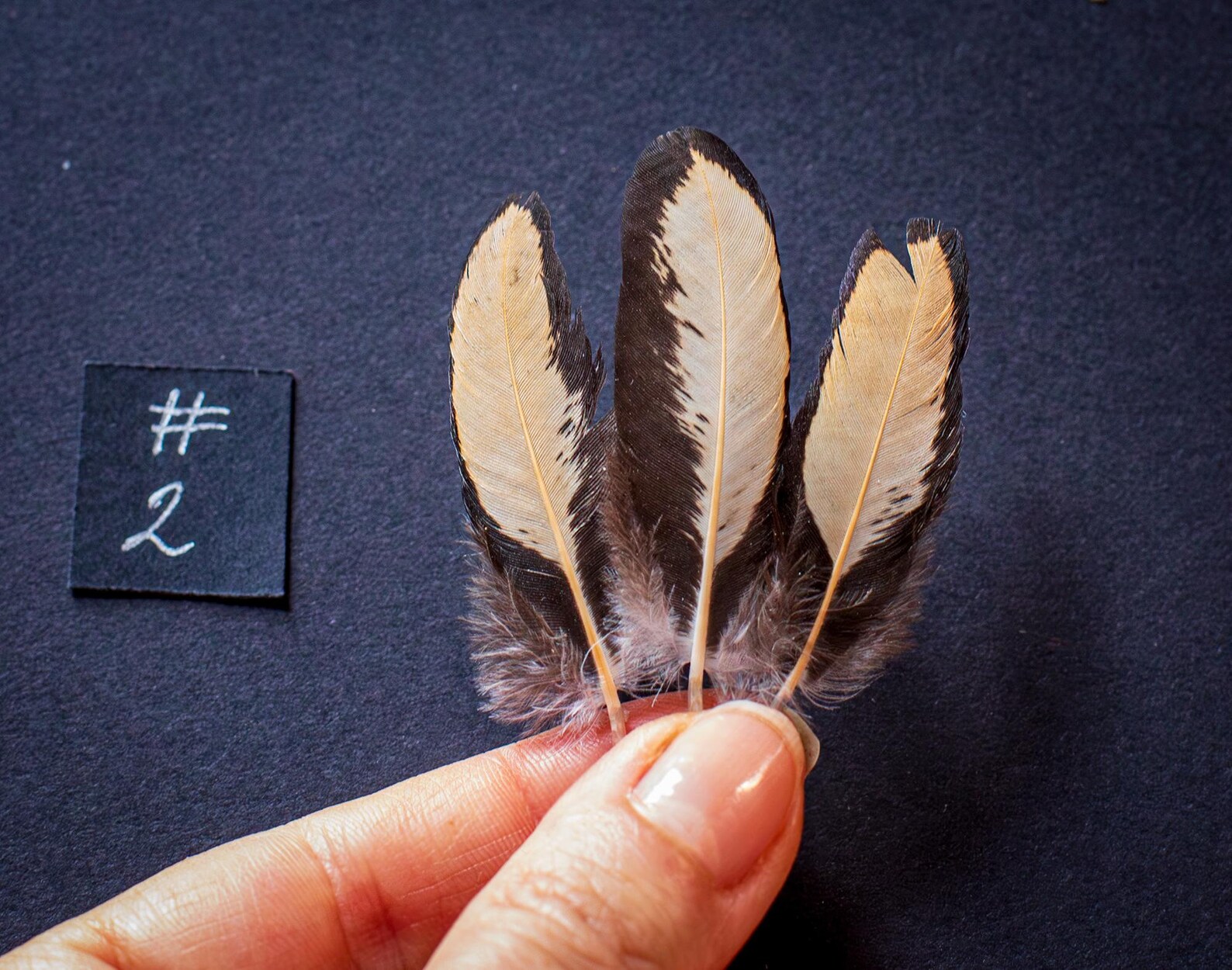 Peach & Black Sebright Chicken Feathers: Dreamcatcher Craft Supplies - Etsy