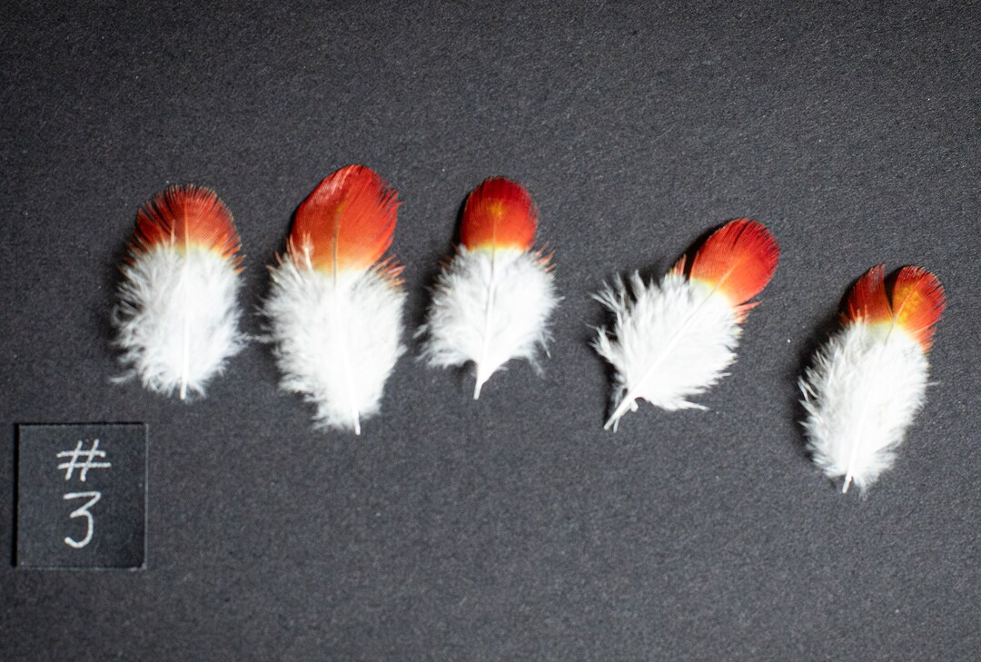 5 of Natural MICRO Feathers, Red & White Feathers, Very Small Feathers ...
