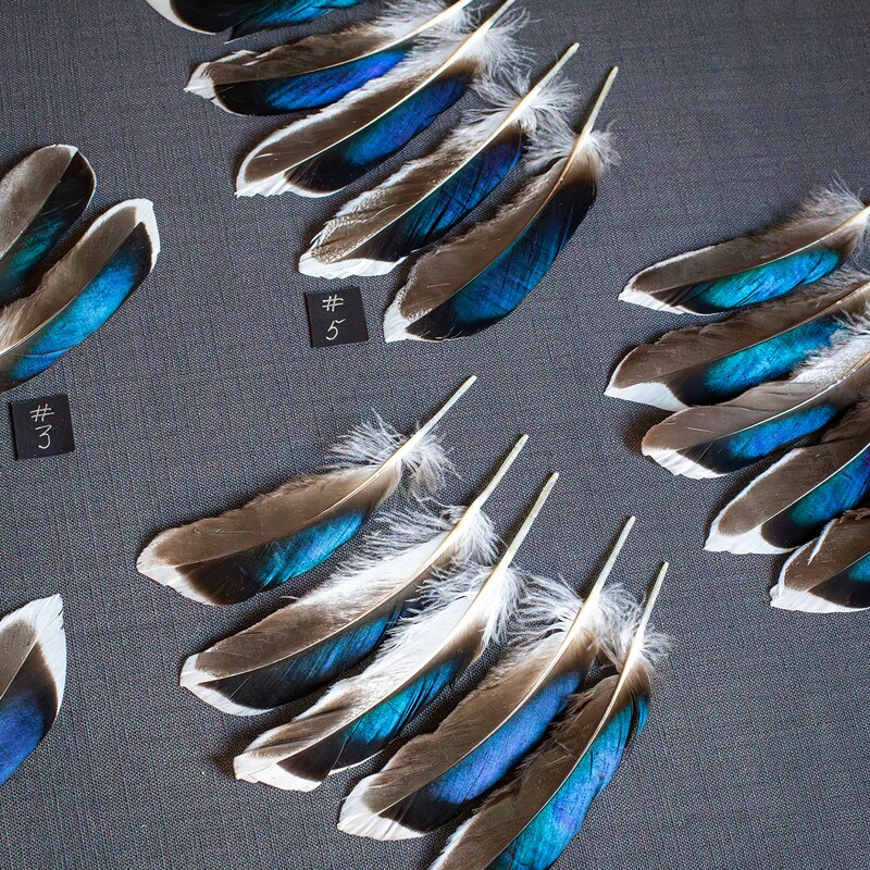 Hen Feathers - Etsy