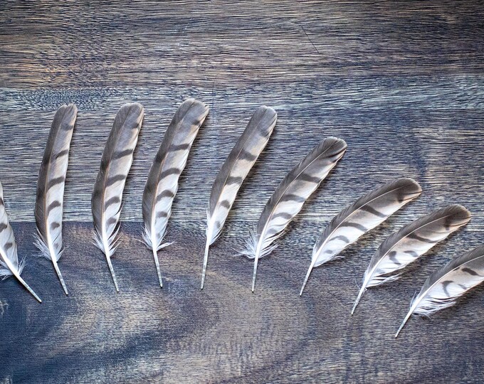 Northern Goshawk Wing Feather: Natural Craft Supply (12-14 Cm) - Etsy