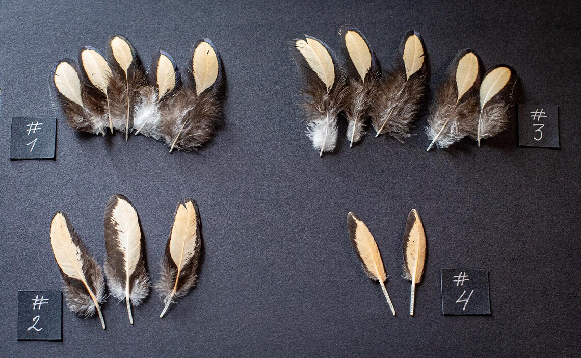 Peach & Black Sebright Chicken Feathers: Dreamcatcher Craft Supplies - Etsy