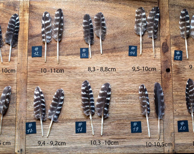 ONE FEATHER, Owl Wings Feathers (15- 27cm)for Dreamcatchers Feathers ...