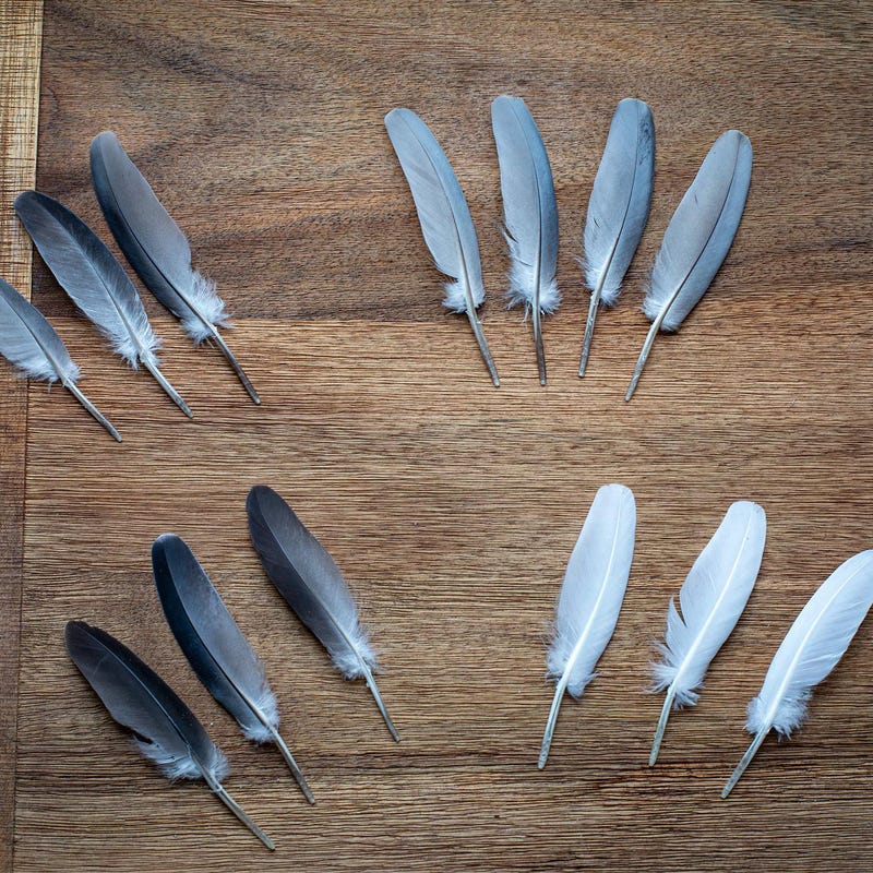 Craft Feathers - Etsy
