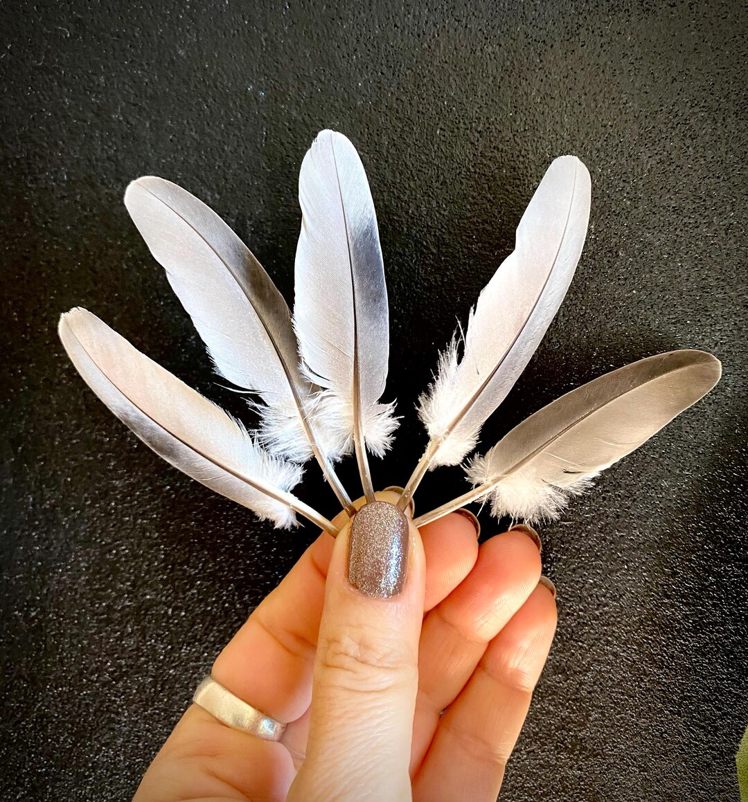 Gray Pigeon Wing Feathers (6-8 Cm), Set of 5 (8 Cm) - Etsy