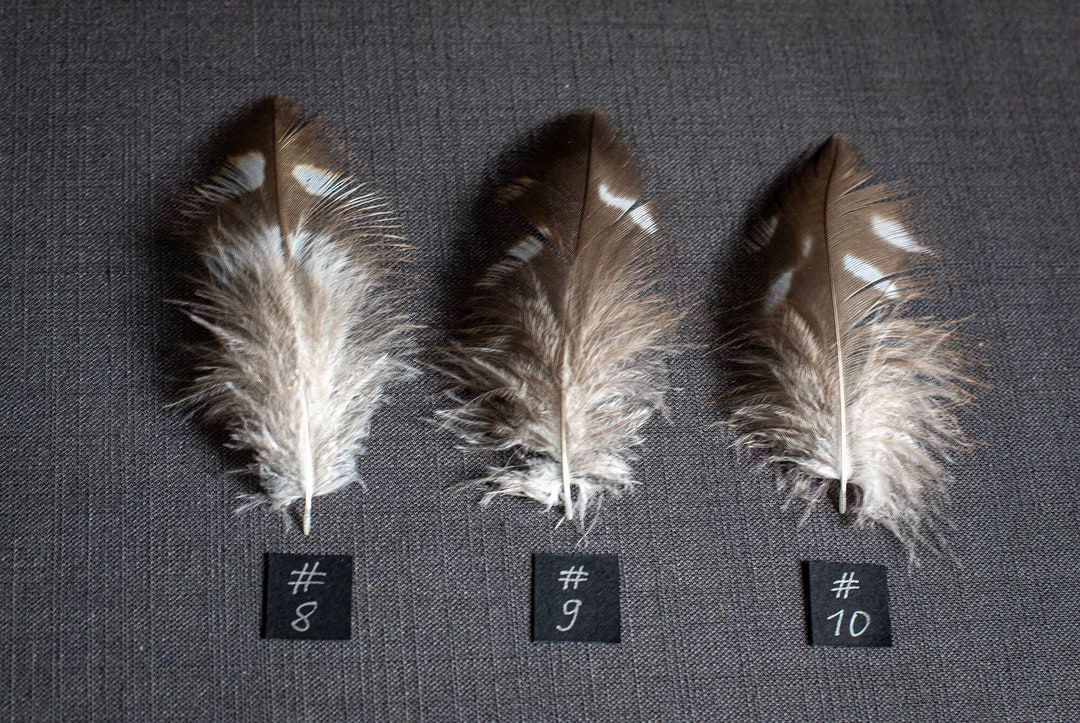 One Thin Fluffy Hawk Feather for Dreamcatchers Feathers Arts and Crafts ...