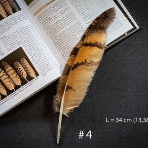 BIG One Striped Feather (bubo Bubo), 34-37cm/ Owl /wings Feathers for ...