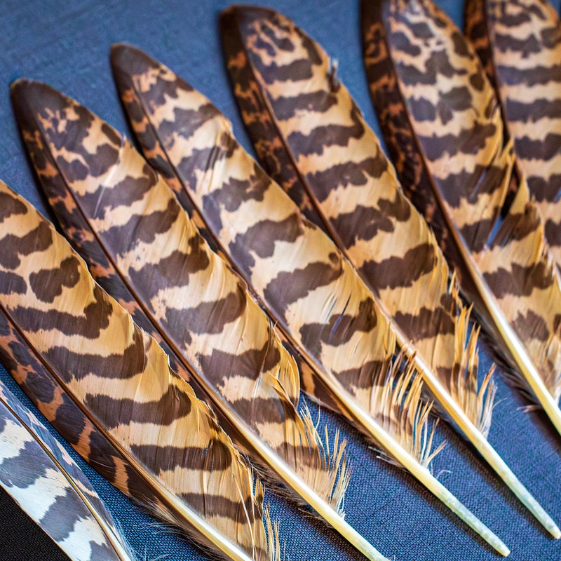 Exotic Feathers - Etsy