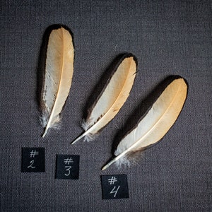 Peach & Black Sebright Chicken Feather, One Feather for Dreamcatchers ...