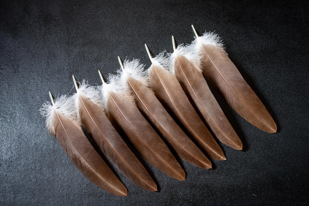RARE One Feather of White-tailed Eagle for Dreamcatchers, Wing/body ...