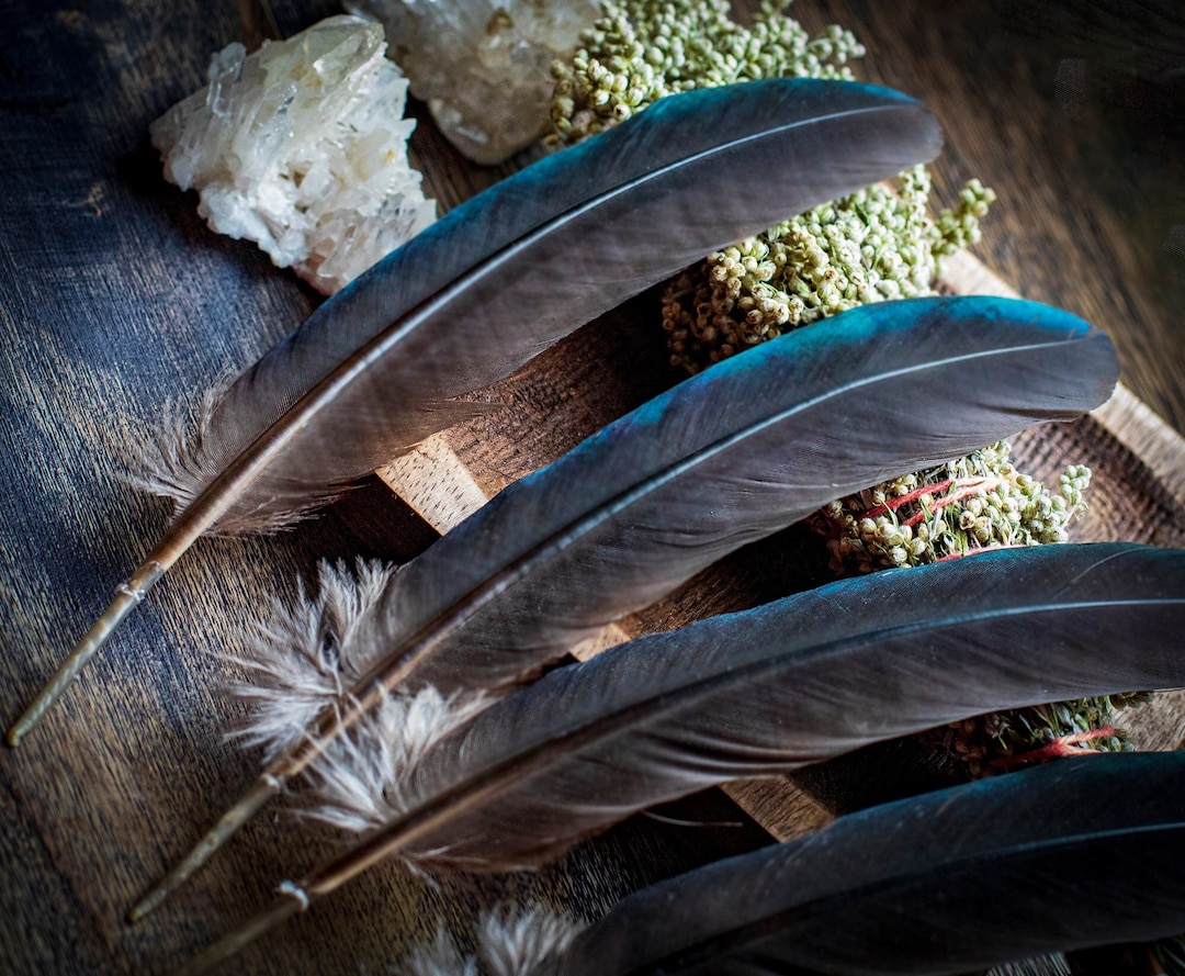 Rare! 1 Mikado Pheasant Feather, Blue Green Iridescent Feather ...