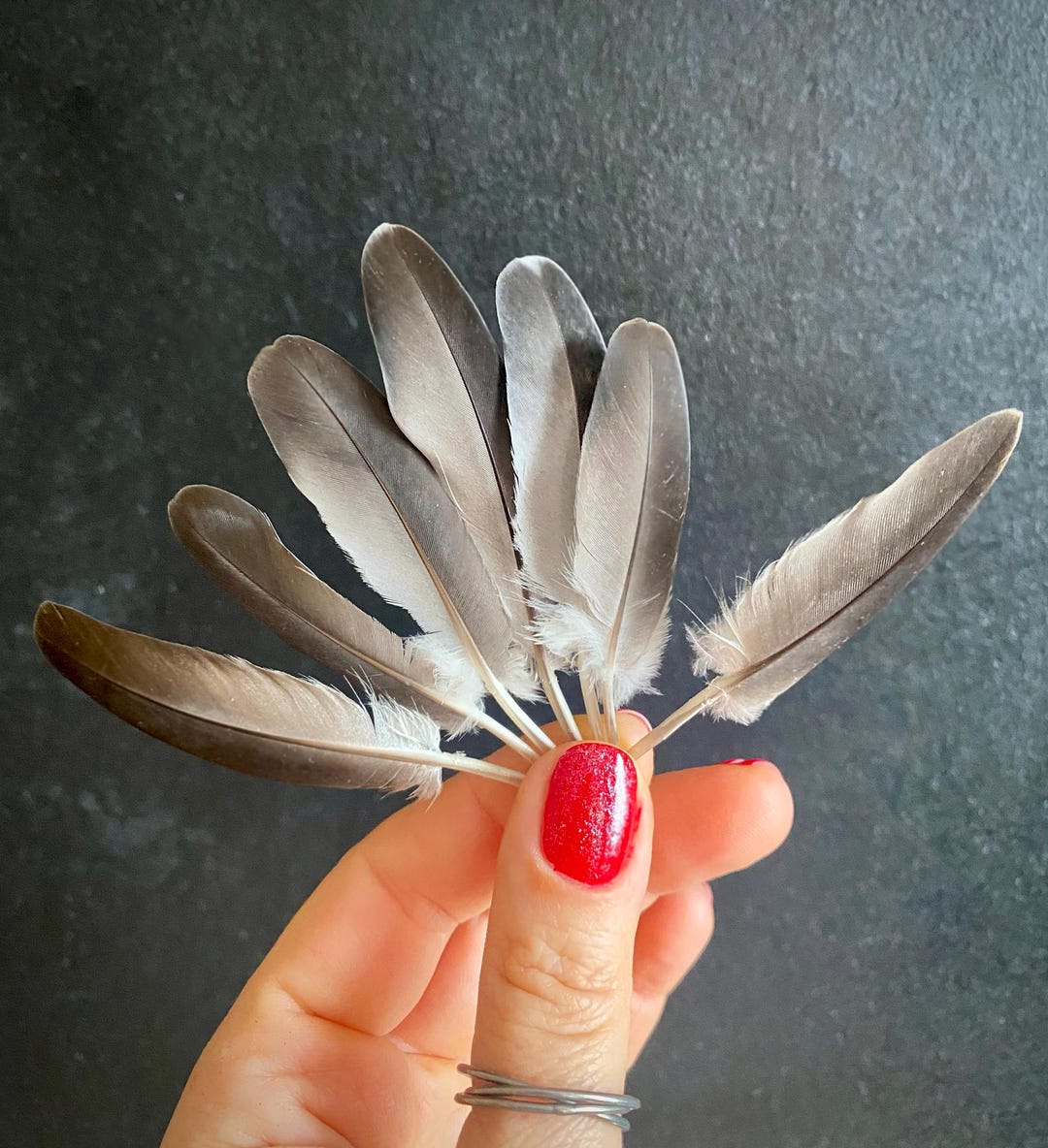 Set of 7 Pigeon Small Feathers, 6-8 Cm Gray Wing Feathers Perfect for ...