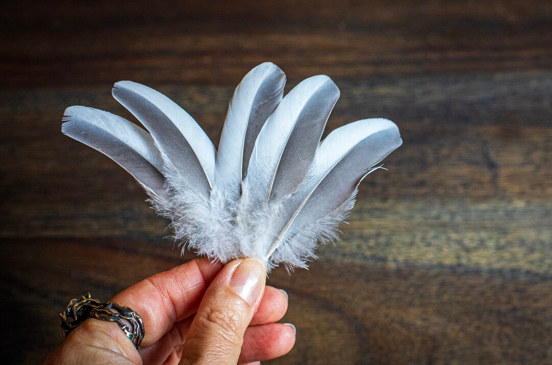 European Turtle Dove wild Pigeon Feathers, Body Feathers Perfect for ...
