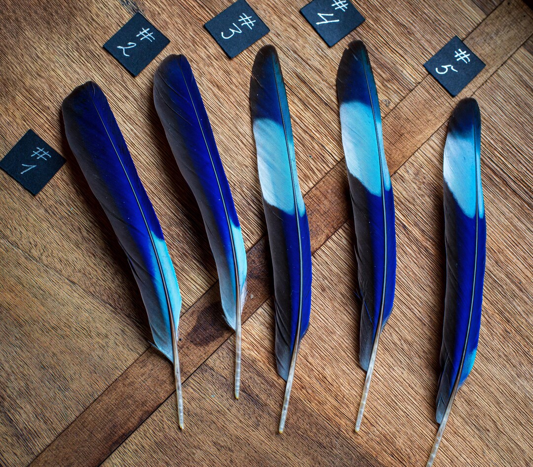 ONE Natural Turquoise Blue Indian Roller Exotic Wing Feather 13-14cm 5 ...