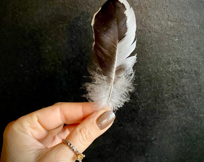 Black/white Rare Feather: Finds From Nature, Bird Feather for Crafts ...