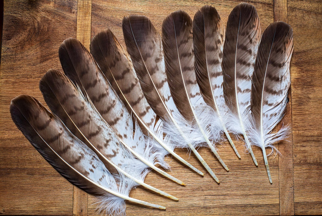 ONE Red Kite milvus Milvus Wing Feather for Dreamcatchers Feathers Arts ...