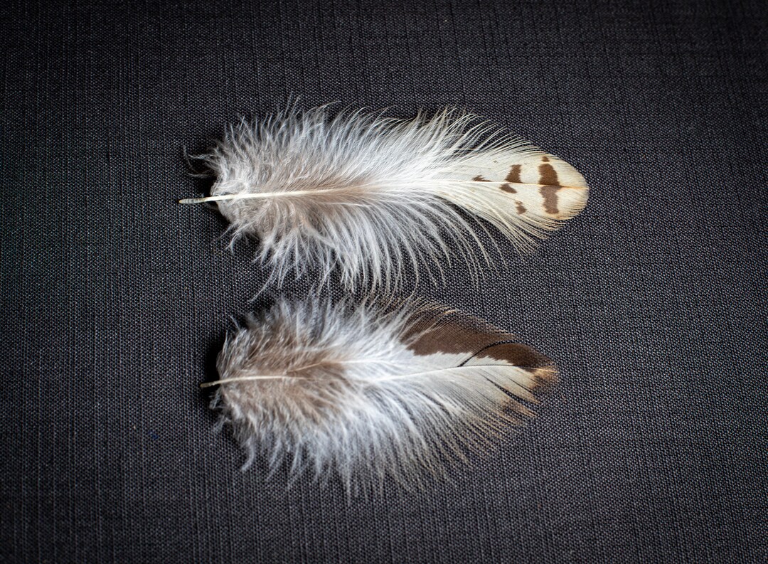 One Thin Fluffy Hawk Feather for Dreamcatchers Feathers Arts and Crafts ...