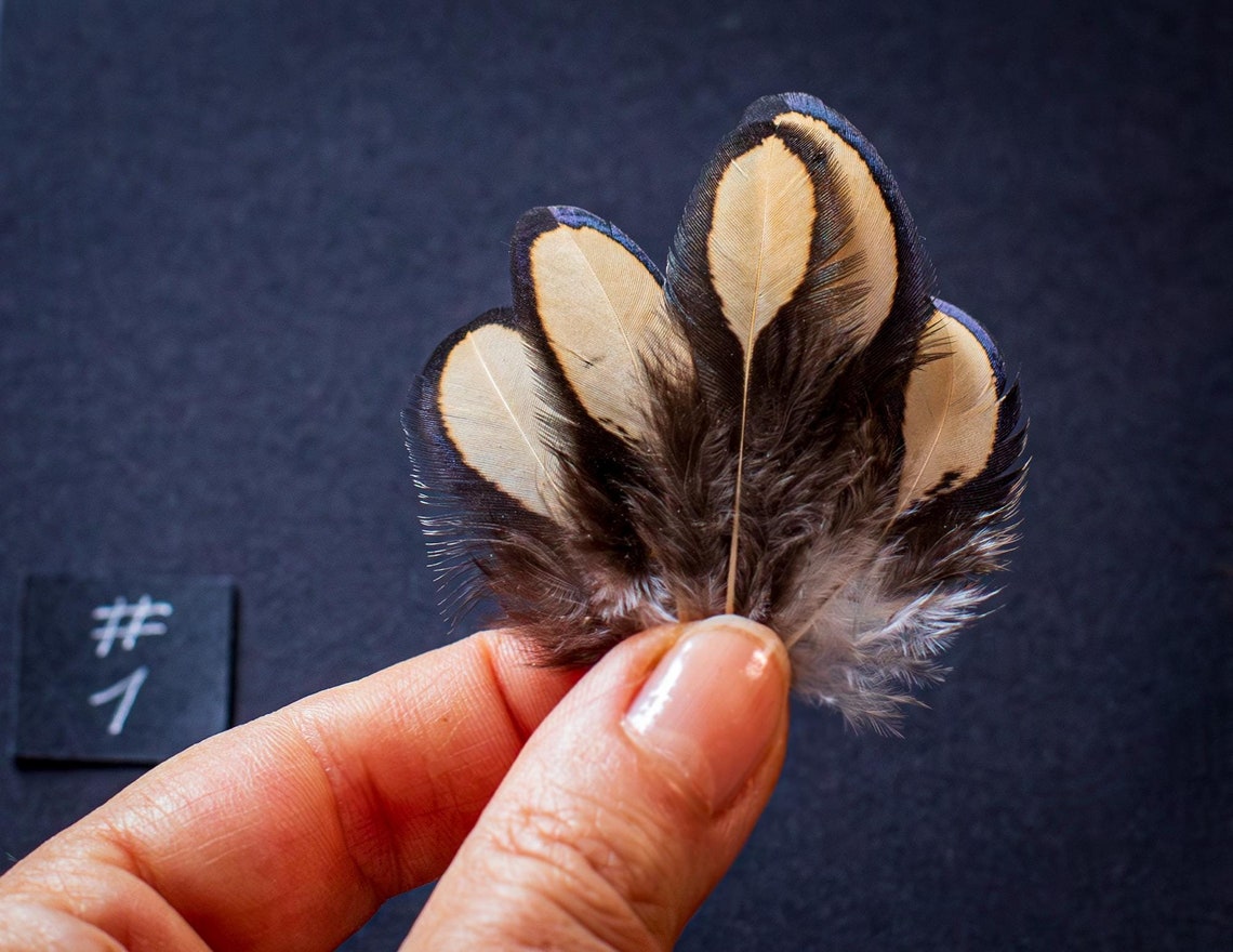 Peach & Black Sebright Chicken Feathers: Dreamcatcher Craft Supplies - Etsy
