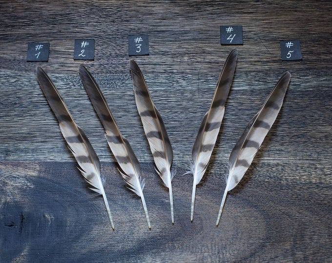 ONE Northern Hawk Feather for Dreamcatchers, 13-18cm Wing Feather/ Arts ...