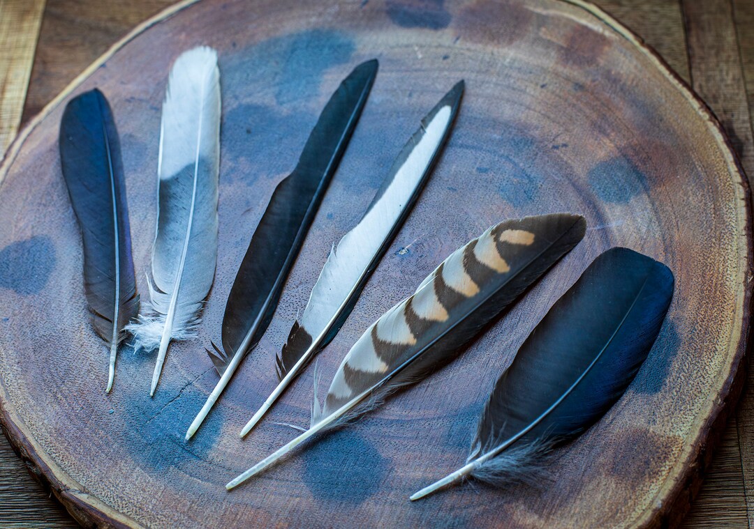 Set of Polish Wild Birds Feathers. Crow, Magpie, Kestrel, Wood Pigeon ...