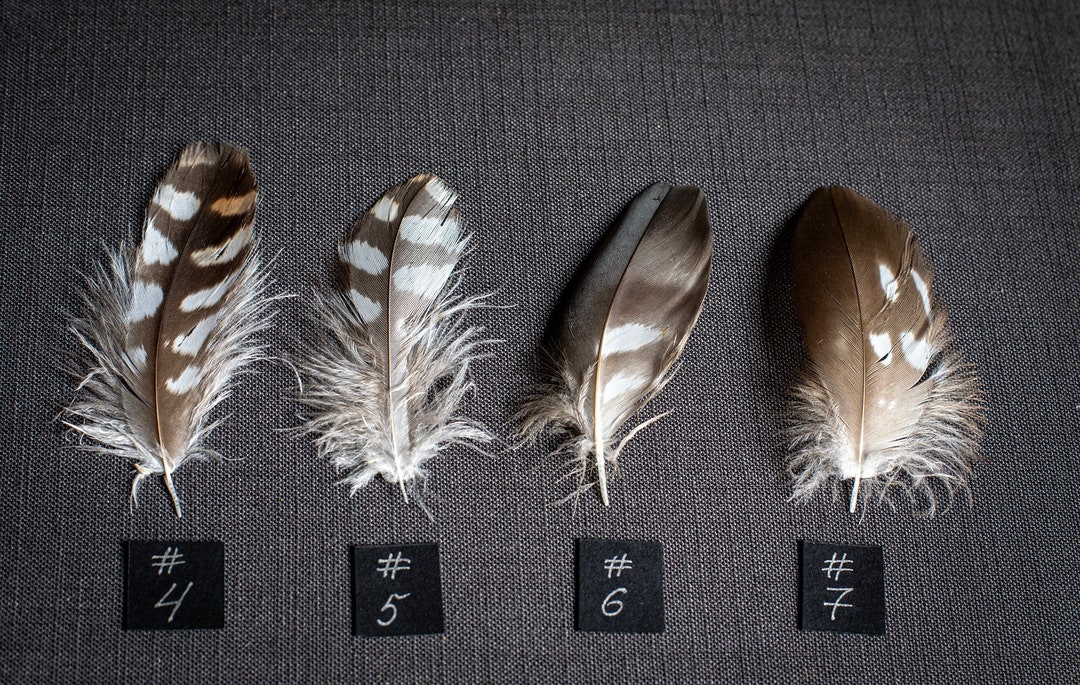 One Thin Hawk Feather for Dreamcatchers Feathers Arts and - Etsy