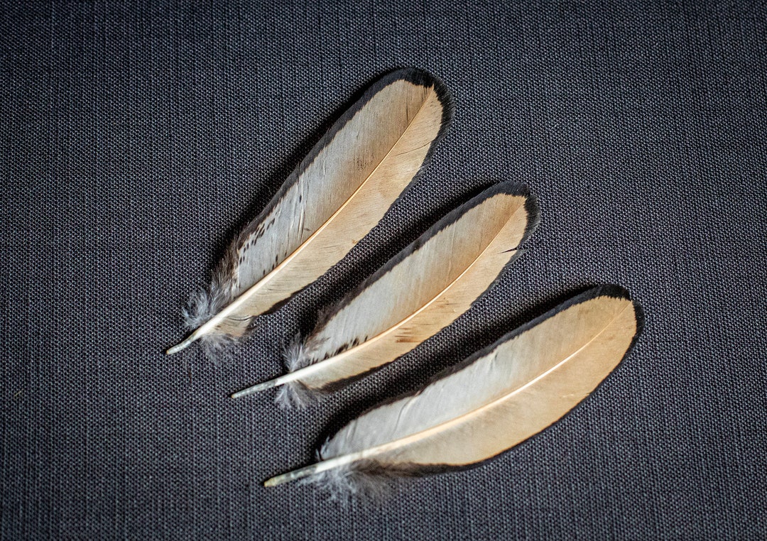 Peach & Black Sebright Chicken Feather, One Feather for Dreamcatchers ...