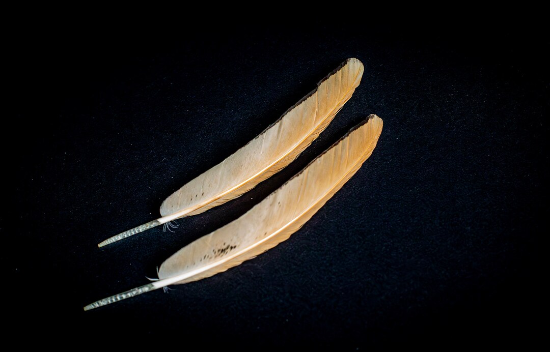 Peach & Black Sebright Chicken Feathers, #3 Set of Feathers for ...