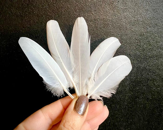 SMALL White Dove Wing Feathers for Crafting: (6-8cm) Molted Pigeon ...