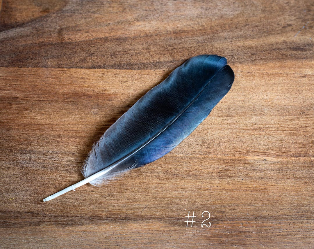 One Black Crow Wing Feather (17 Cm) #2 for Dreamcatchers Feathers Arts ...