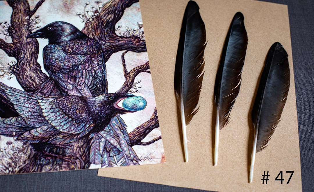 Black Raven Wings Feathers SET for Dreamcatchers Feathers Arts and ...