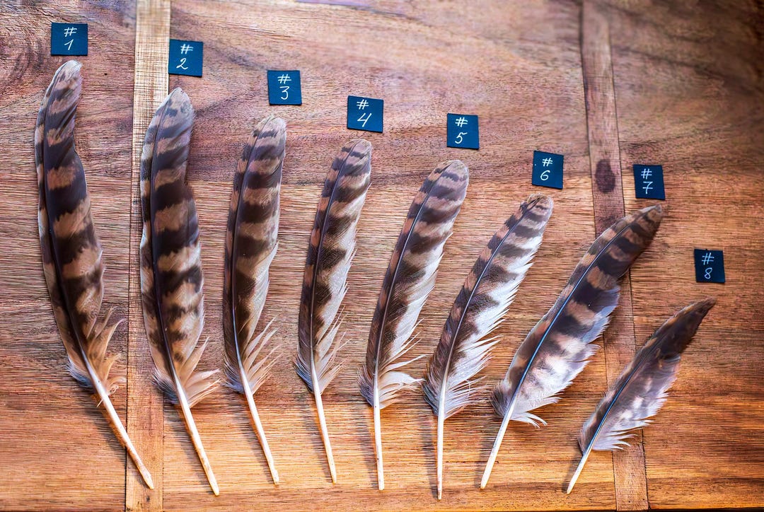 ONE FEATHER, Owl Wings Feathers for Dreamcatchers Feathers Arts and ...