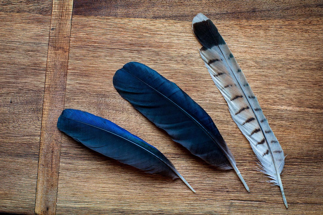 Set of 3 Polish Wild Birds Feathers. Crow, Magpie, Kestrel Feathers for ...