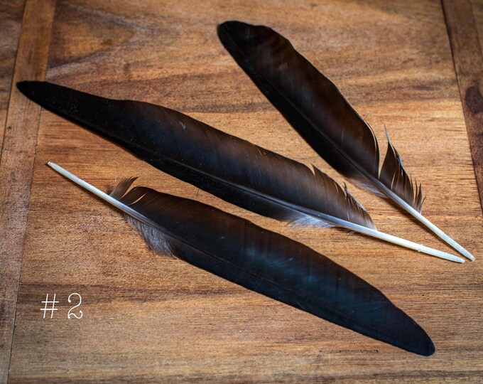 Black Raven Wings Feathers SET#2 for Dreamcatchers Feathers Arts and ...