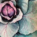 Cabbage PRINT | Red Cabbage Art | Botanical Giclee | 8x10 - Etsy