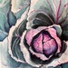 Cabbage PRINT | Red Cabbage Art | Botanical Giclee | 8x10 - Etsy