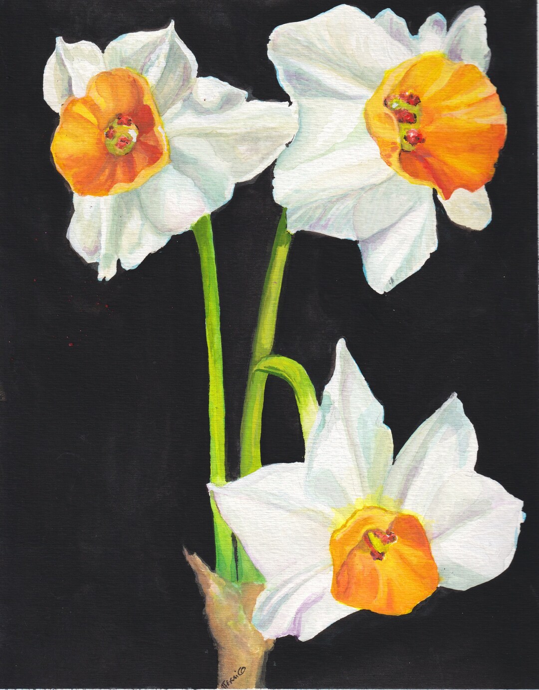 Daffodil Flowers Still Life PRINT | Floral Botanical Art GICLEE ...