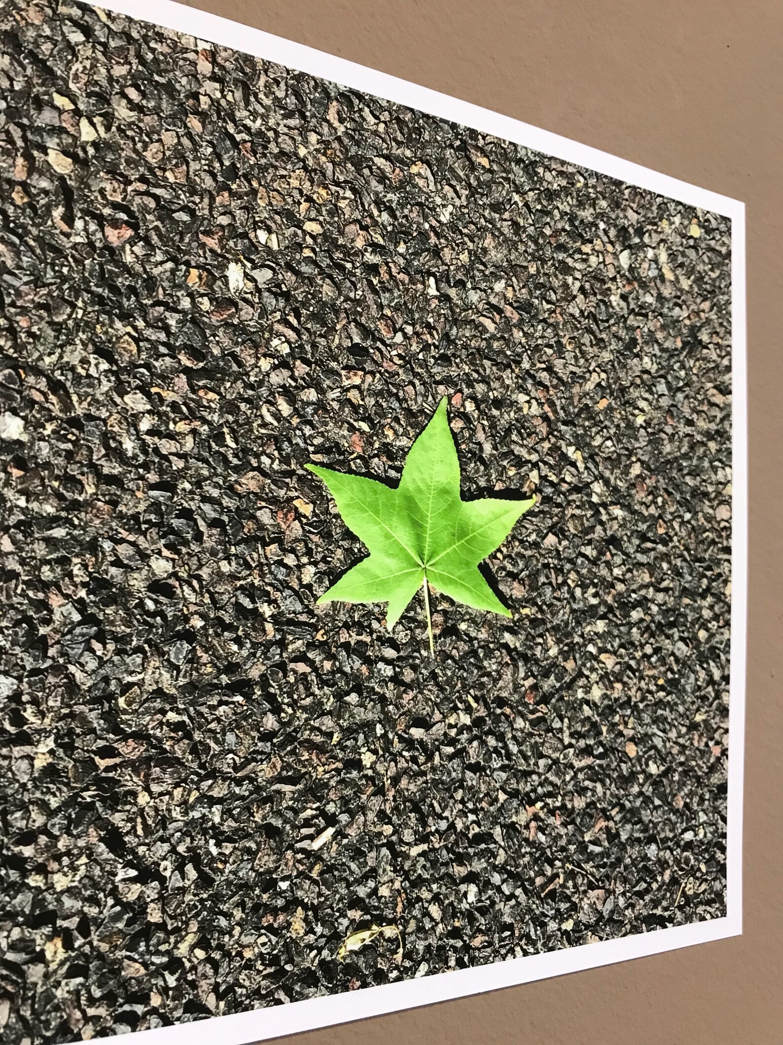 Tree Star // Tree Star Leaf Art Print // Nature Photography // | Etsy