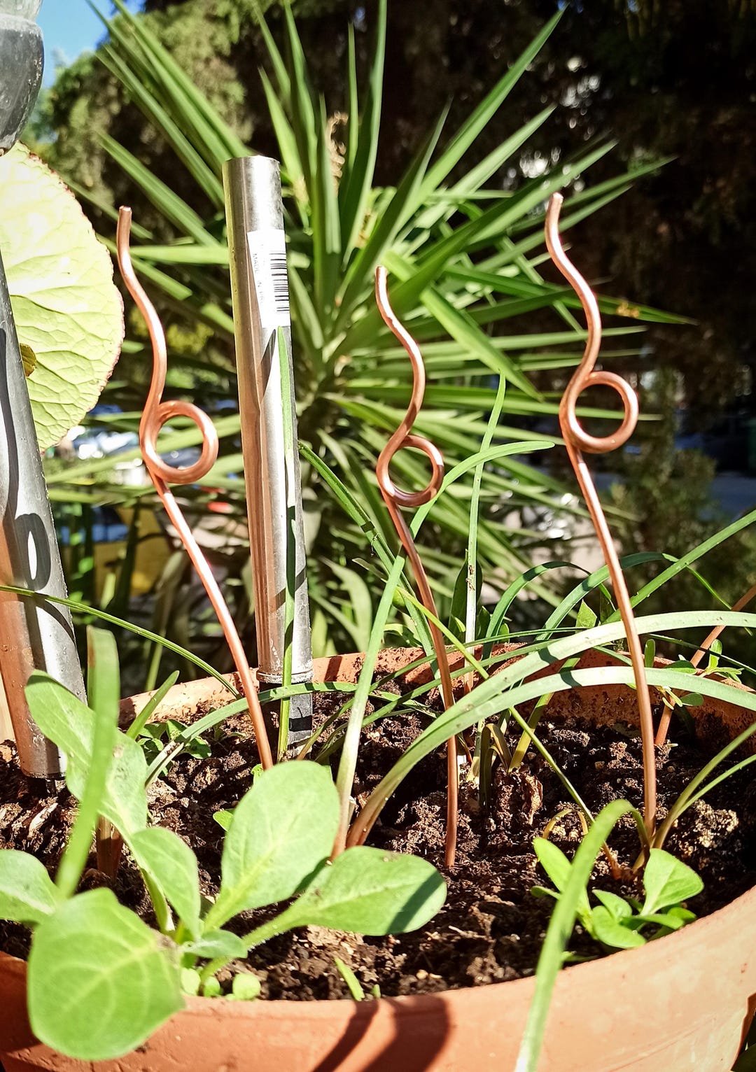 3 Copper Antennas for Electroculture - Natural Plant Strengthening and ...