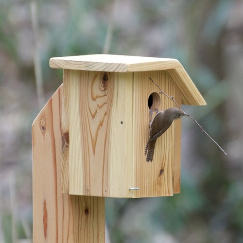 Carolina Wren Cedar Bird House - Etsy