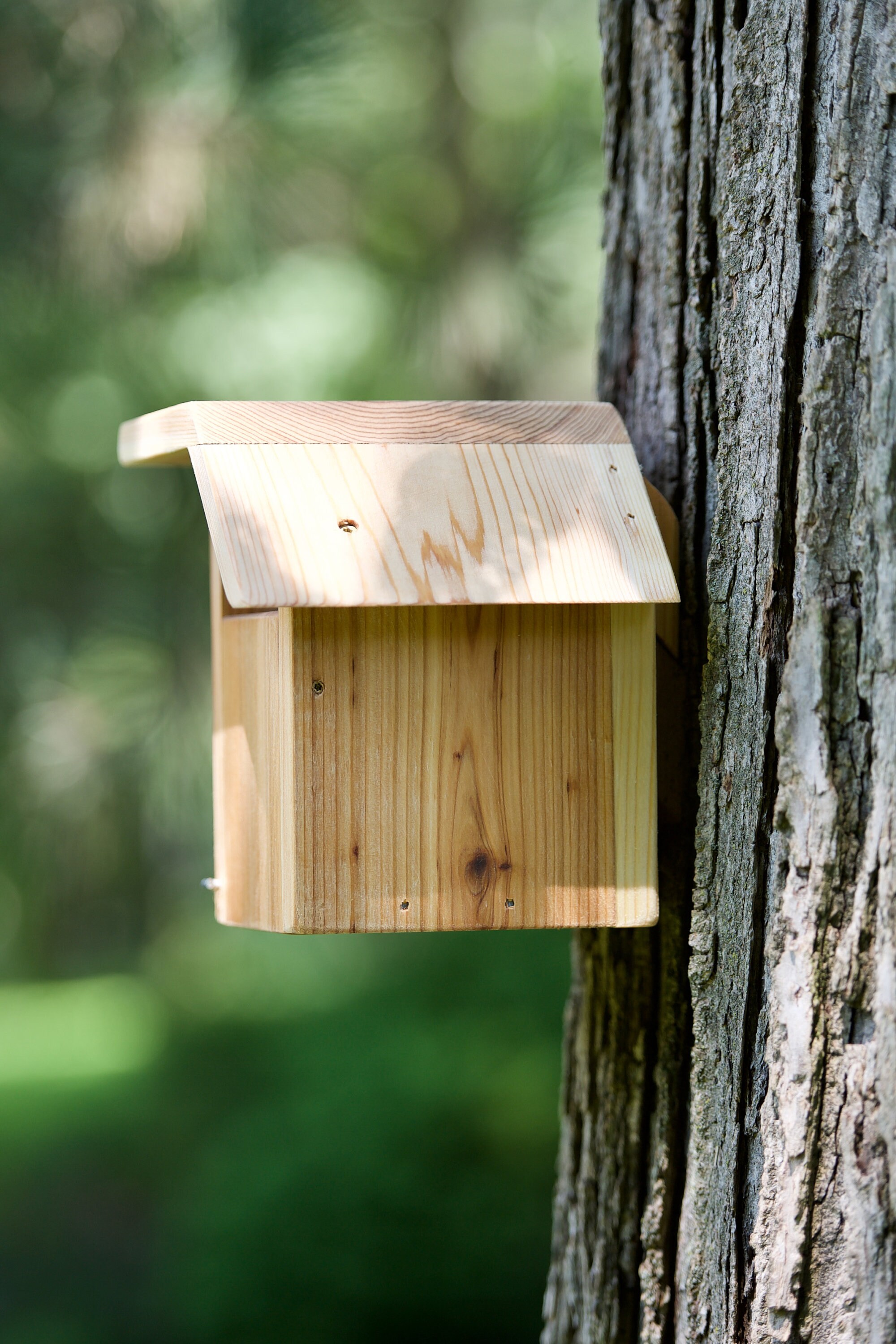 Carolina Wren Cedar Bird House - Etsy