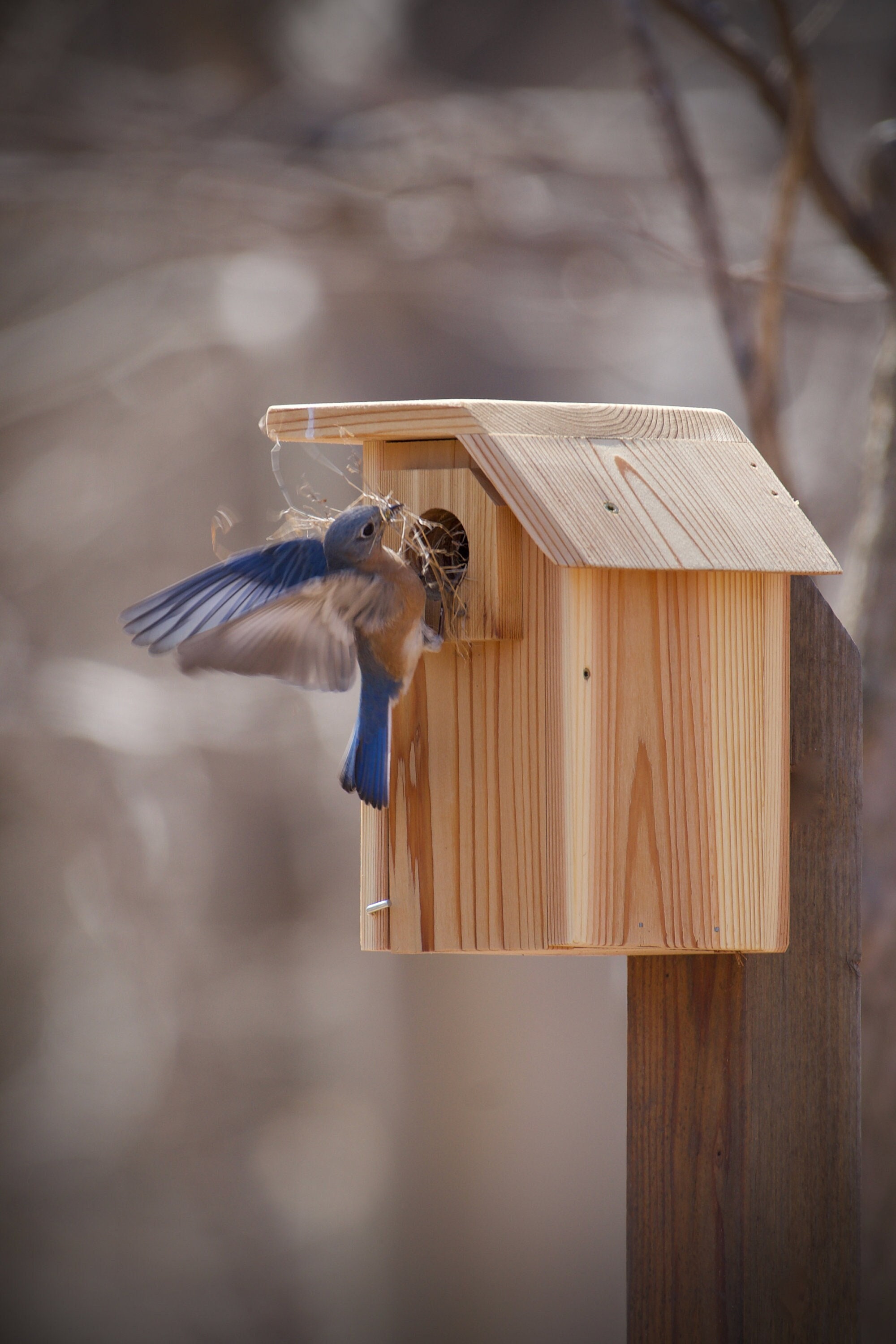 Simple Bird Box - Etsy