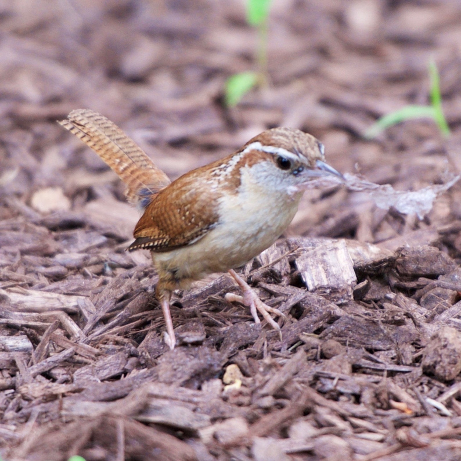 Carolina Wren Cedar Bird House - Etsy